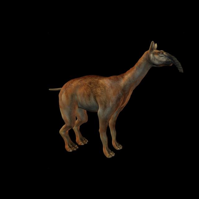 Le cou de la girafe enfin expliqué par la génétique