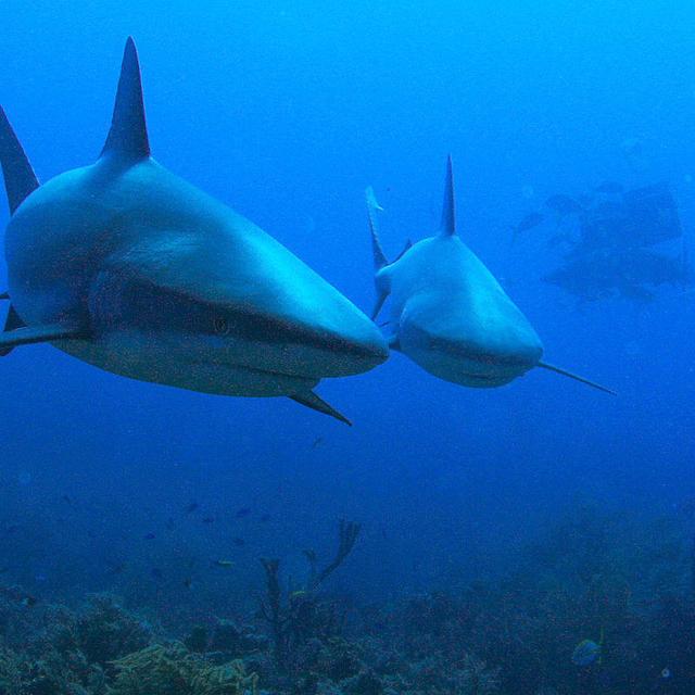 La reproduction des requins