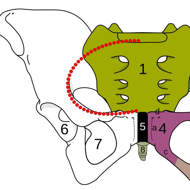 Définition | Ischium : qu'est-ce que c'est ? | Futura santé