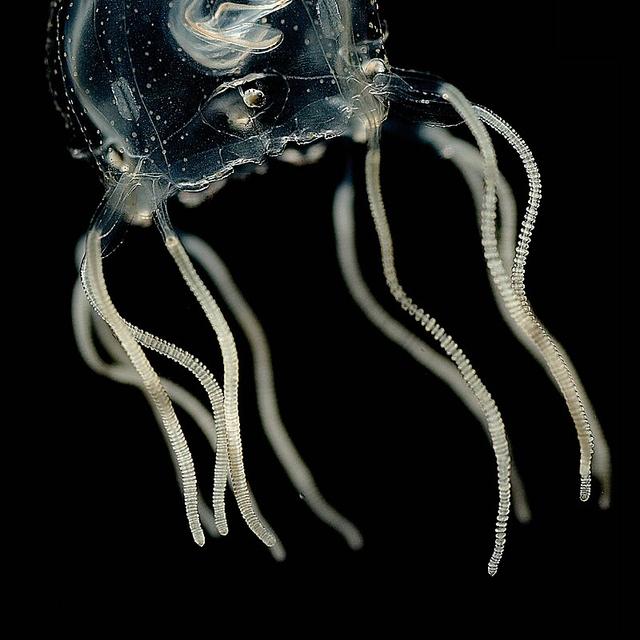 Quelles sont les 5 méduses les plus dangereuses et venimeuses au monde