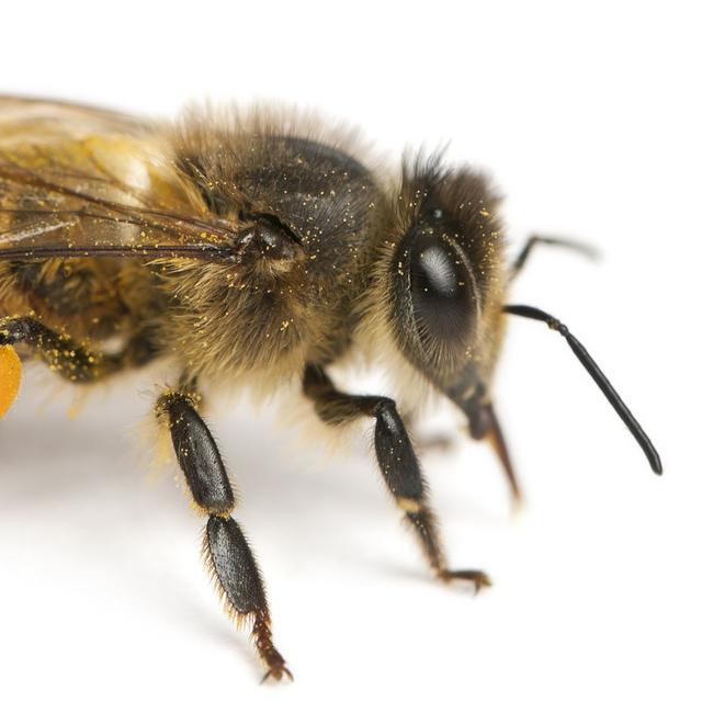 Piqué par un insecte ? Voici comment identifier le coupable