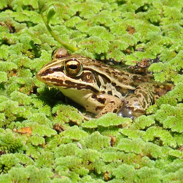 Quelle est la différence entre rainette et grenouille