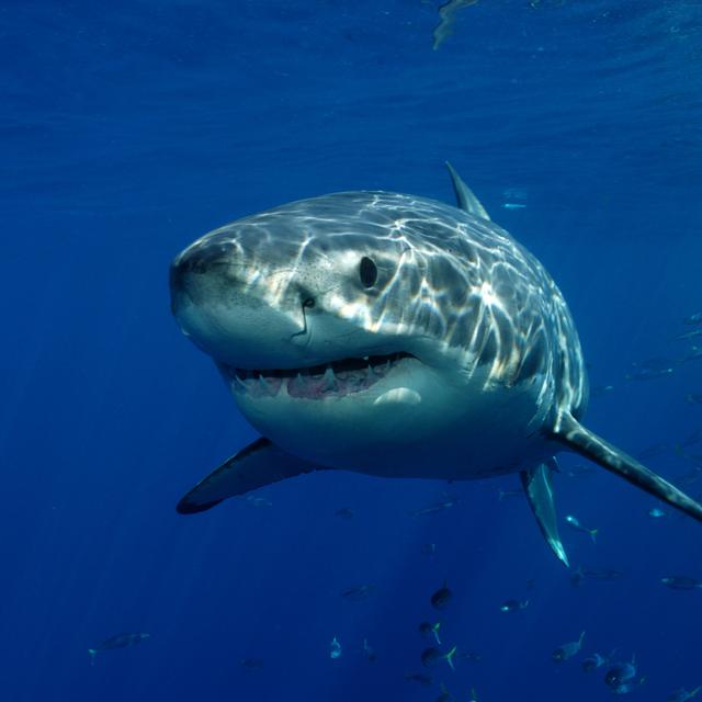 Pour la première fois dans l’histoire, un requin a été filmé dans les ...
