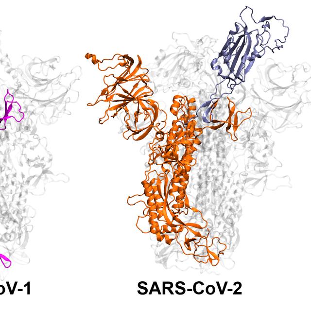 Définition | SARS-CoV-2 : qu'est-ce que c'est ? | Futura santé