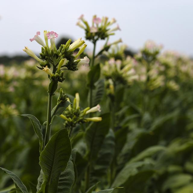 Mois sans tabac 2025 : qui fume encore en France
