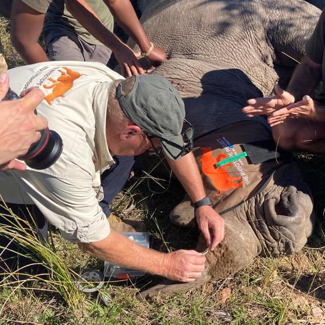 Voici les causes de la disparition des rhinocéros laineux il y a 10 000 ans