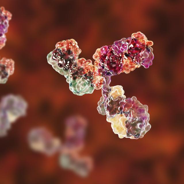 Définition | Complexe immun : qu'est-ce que c'est ? | Futura santé