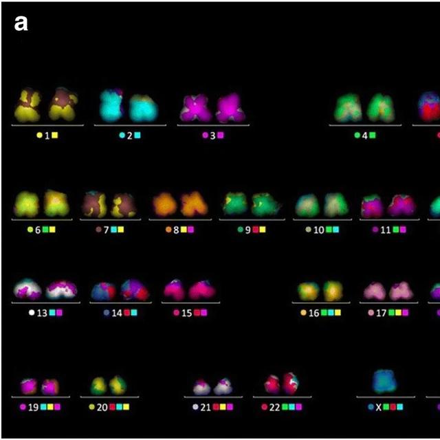 Menace sur le chromosome Y : ce nouveau gène pourrait façonner l’avenir ...