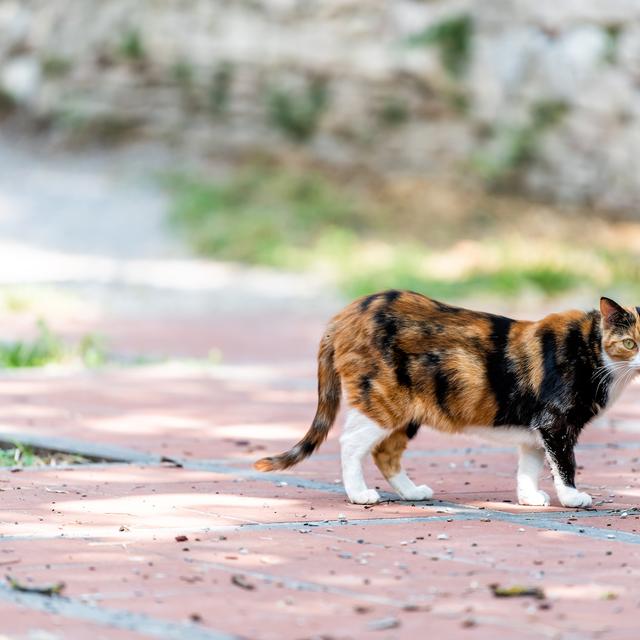 Il pensait que ce n’était rien… : un homme meurt du virus de la rage en ...