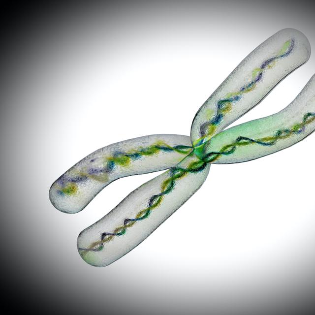 Définition | Autosome : qu'est-ce que c'est ? | Futura santé