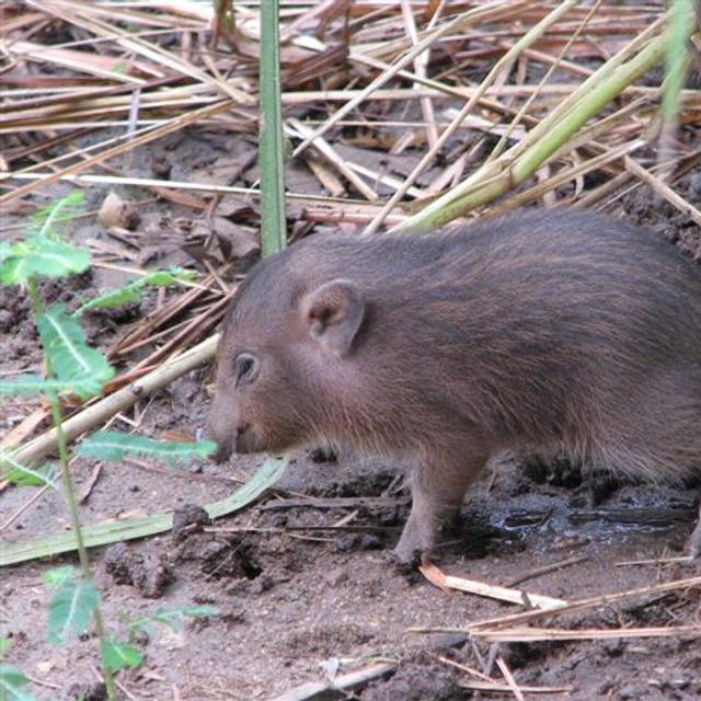 Quels sont les meilleurs Airfryers Cosori