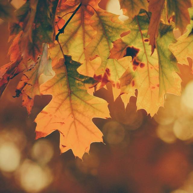 Définition | Automne : qu'est-ce que c'est ? | Futura planète
