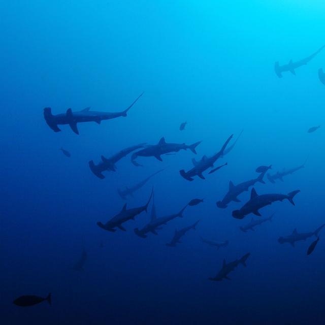 Ce requin géant défie tous les records : une découverte qui fascine les ...