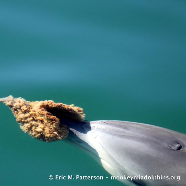 Définition | Éponge : qu'est-ce que c'est ? | Futura planète