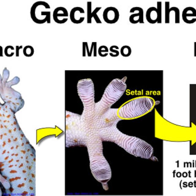 Définition | Gecko : qu'est-ce que c'est ? | Futura planète