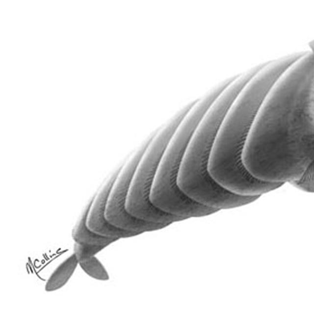 Hallucigenia, hôte étrange des schistes de Burgess, a retrouvé sa tête