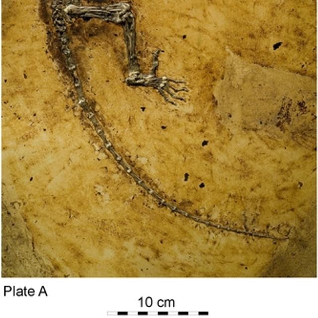 Définition | Primate : qu'est-ce que c'est ? | Futura planète