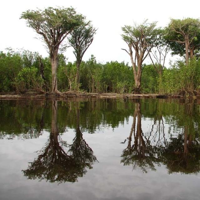 Forêt amazonienne : près de 400 milliards d’arbres
