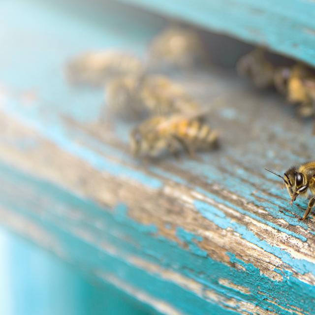 Définition | Plasmodesme : qu'est-ce que c'est ? | Futura planète