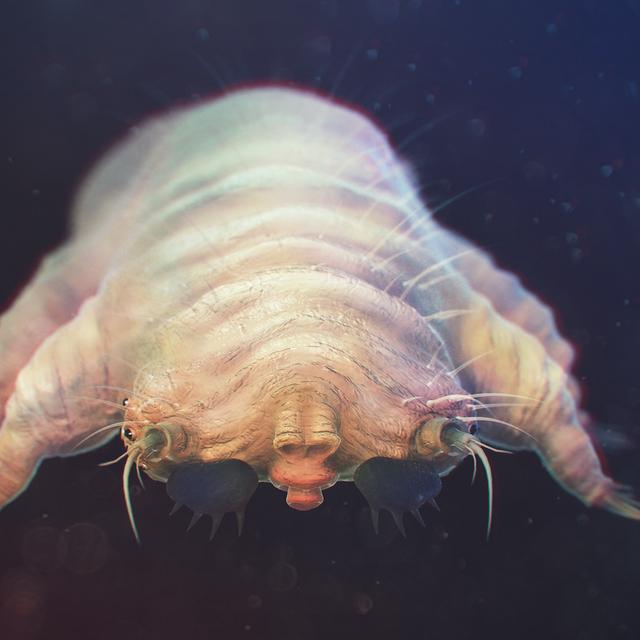 Définition | Acarien : qu'est-ce que c'est ? | Futura planète