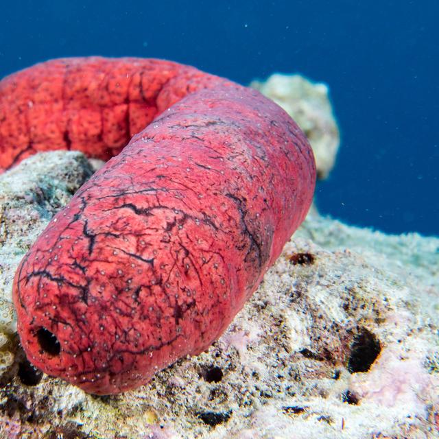 Définition | Mer Blanche : qu'est-ce que c'est ? | Futura planète
