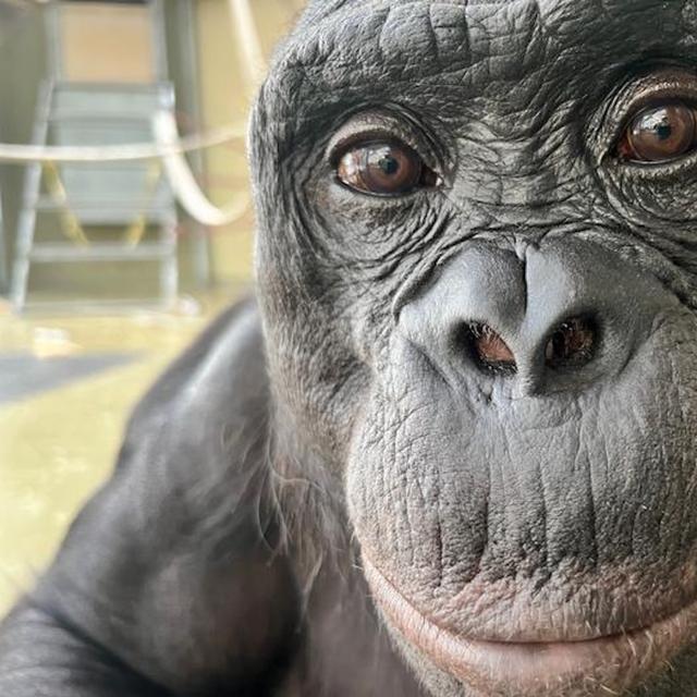 Le comportement sexuel des bonobos éclaire l’évolution de notre ...