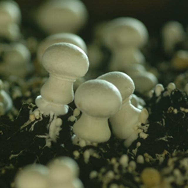 Définition | Champignon : qu'est-ce que c'est ? | Futura planète