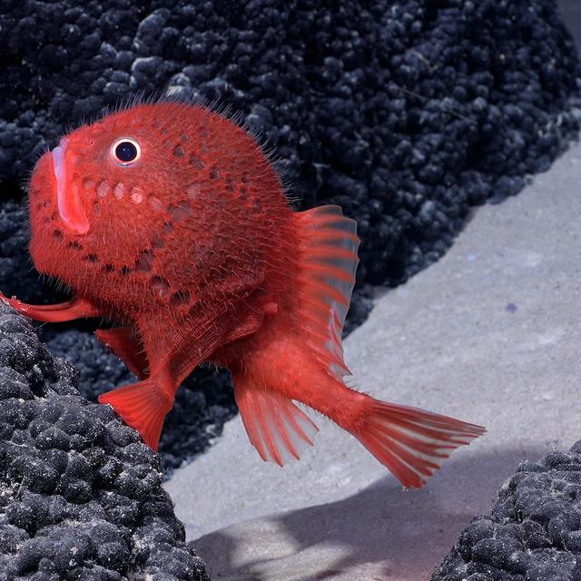 Les abysses, ces merveilles des profondeurs, en 40 photos