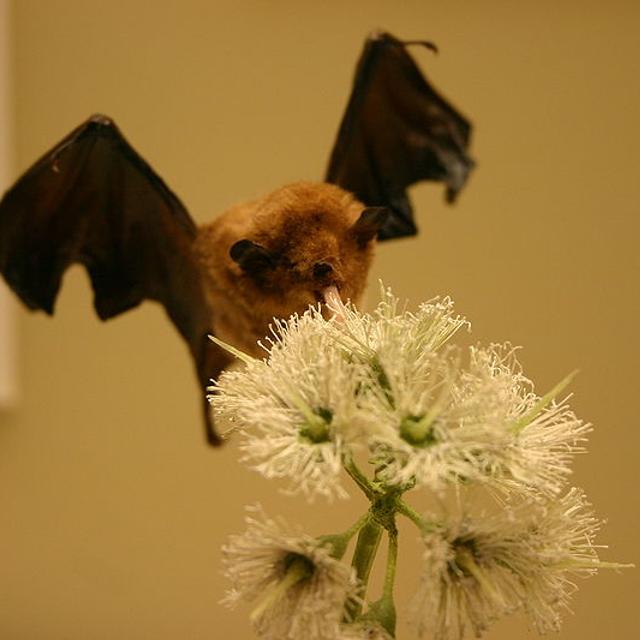 Hibernation et migration : le cycle de vie de la chauve-souris