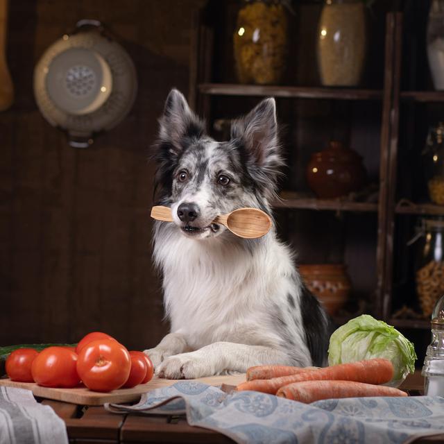 Les chiens et le climat : pourquoi leur alimentation devient un vrai ...
