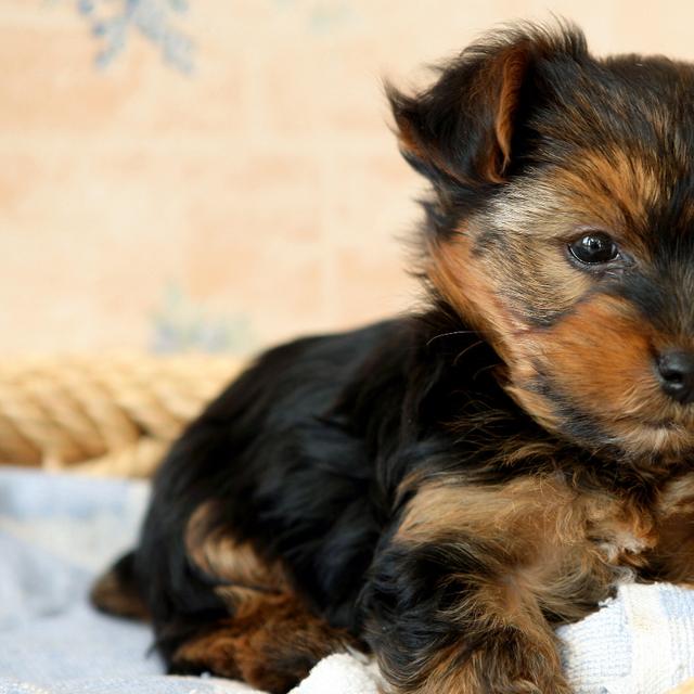 En Inde, des millions de chiens errants deviennent territoriaux… et le ...