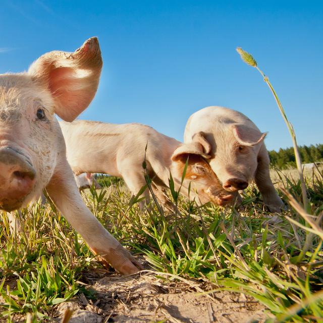 L'oryctérope, mi-cochon-mi-kangourou, protège la biodiversité africaine
