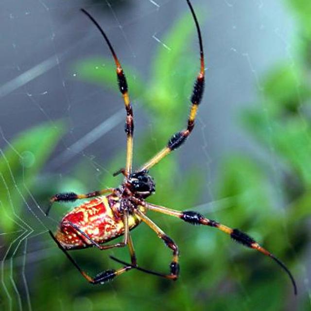 Surprenant : Sinopoda scurion, l'araignée sans yeux du Laos