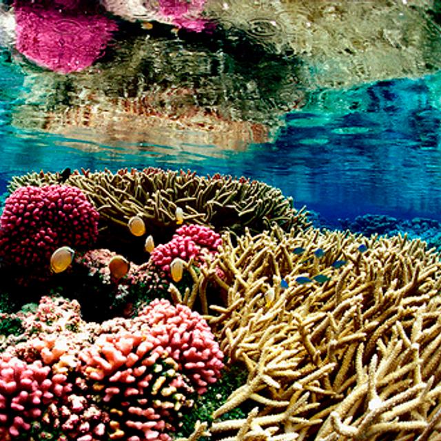 L'extinction massive du Dévonien due à un manque d'oxygène