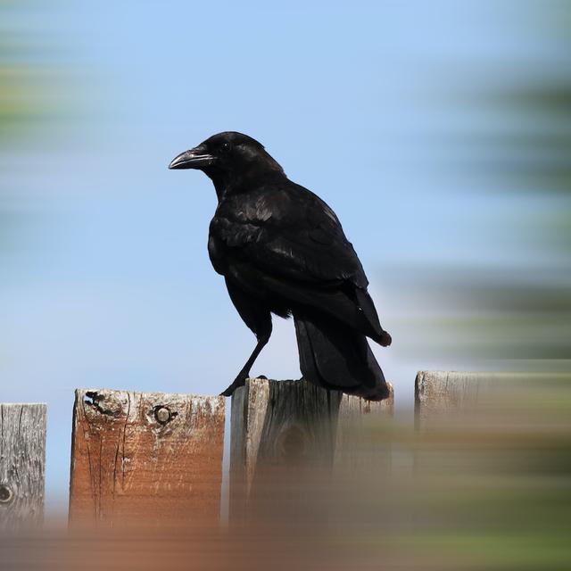 Comment appelle-t-on le bébé du corbeau ? La réponse surprenante
