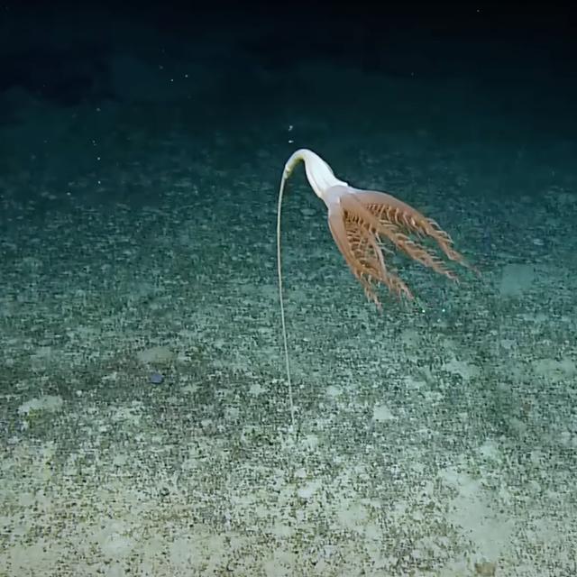 Les abysses, ces merveilles des profondeurs, en 40 photos