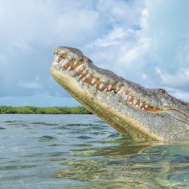 Découverte spectaculaire dans l’Hérault d'un fossile de crocodile marin ...