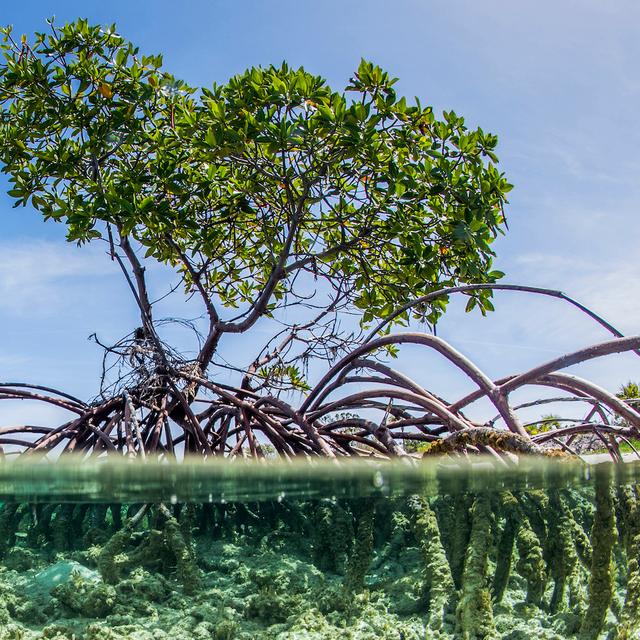 Définition | Poldérisation : qu'est-ce que c'est ? | Futura planète