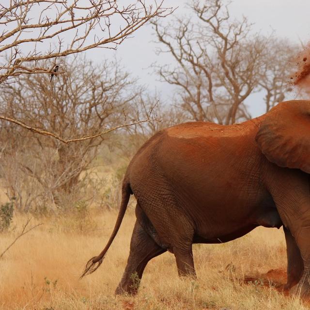 Le dentifrice de l'éléphant : les incroyables expériences de chimie