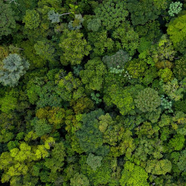 Déforestation et climat : l’Amazonie se rapproche dangereusement de son ...