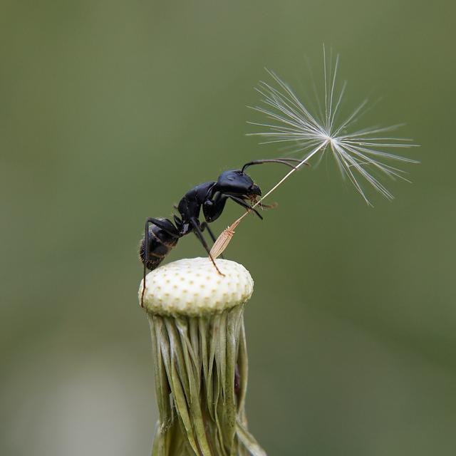 Les fourmis ont perdu leurs ailes pour gagner du muscle