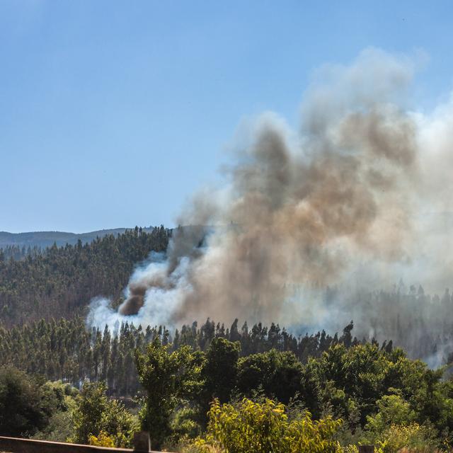 Définition | Caduc : qu'est-ce que c'est ? | Futura planète