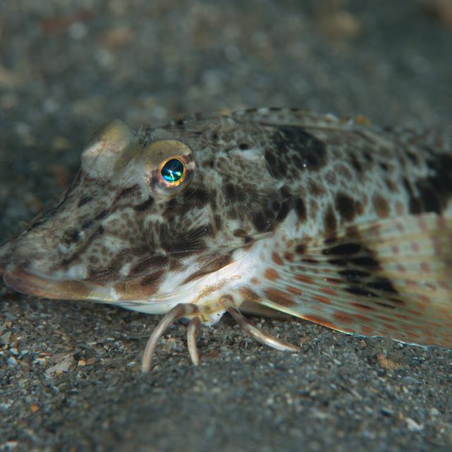 Définition | Barbillon : qu'est-ce que c'est ? | Futura planète