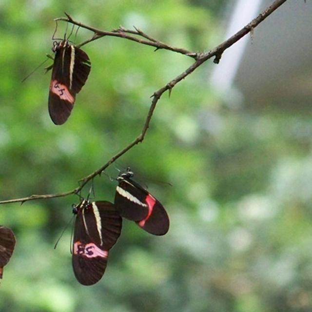 Métamorphose : de la chenille au papillon
