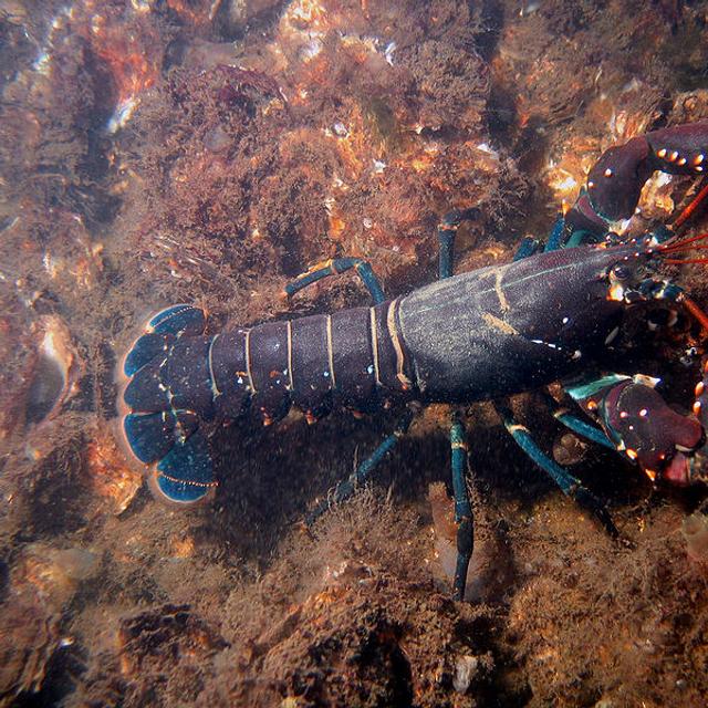Quelle différence entre un homard et une langouste