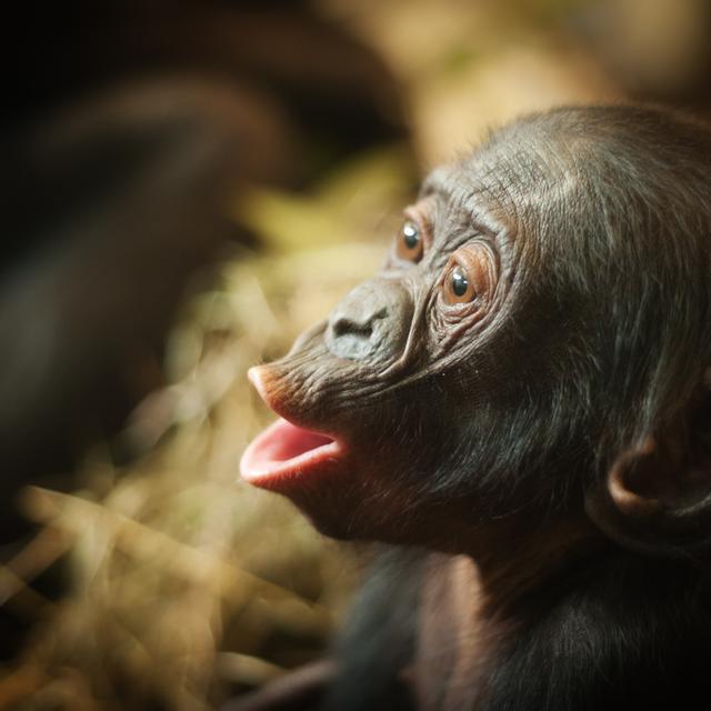 Anatomie comparée de l'Homme et du singe