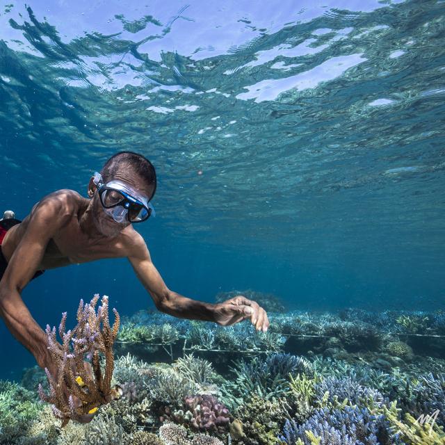 Coraux en péril : état des lieux d’un écosystème en danger