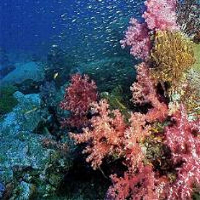 À quoi ressemble un massif corallien dans les mers froides du Groenland