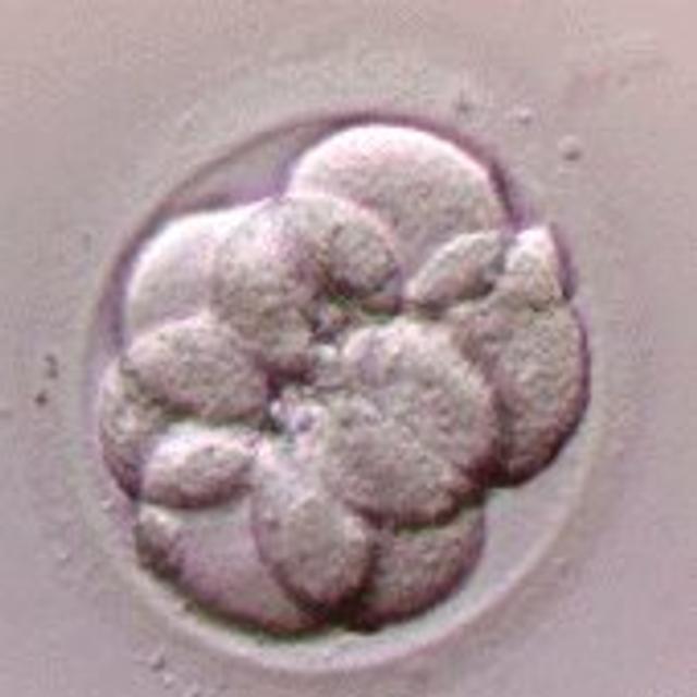 « Je suis officiellement un humain génétiquement modifié » : l’histoire ...