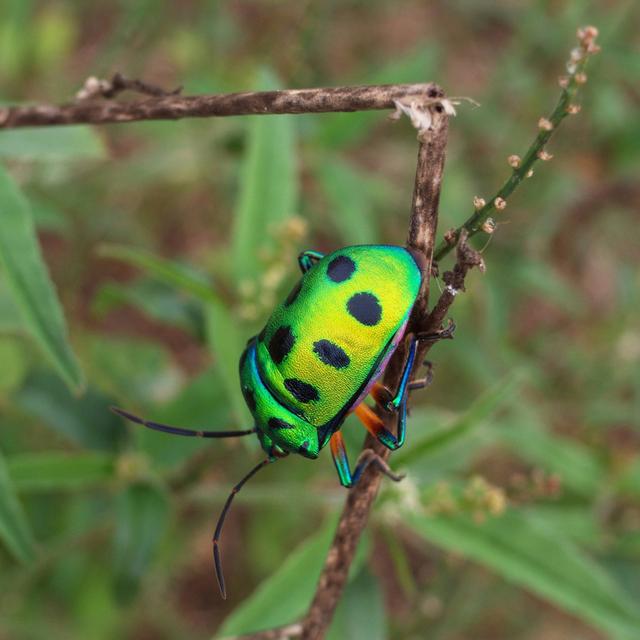 Définition | Éponge : qu'est-ce que c'est ? | Futura planète